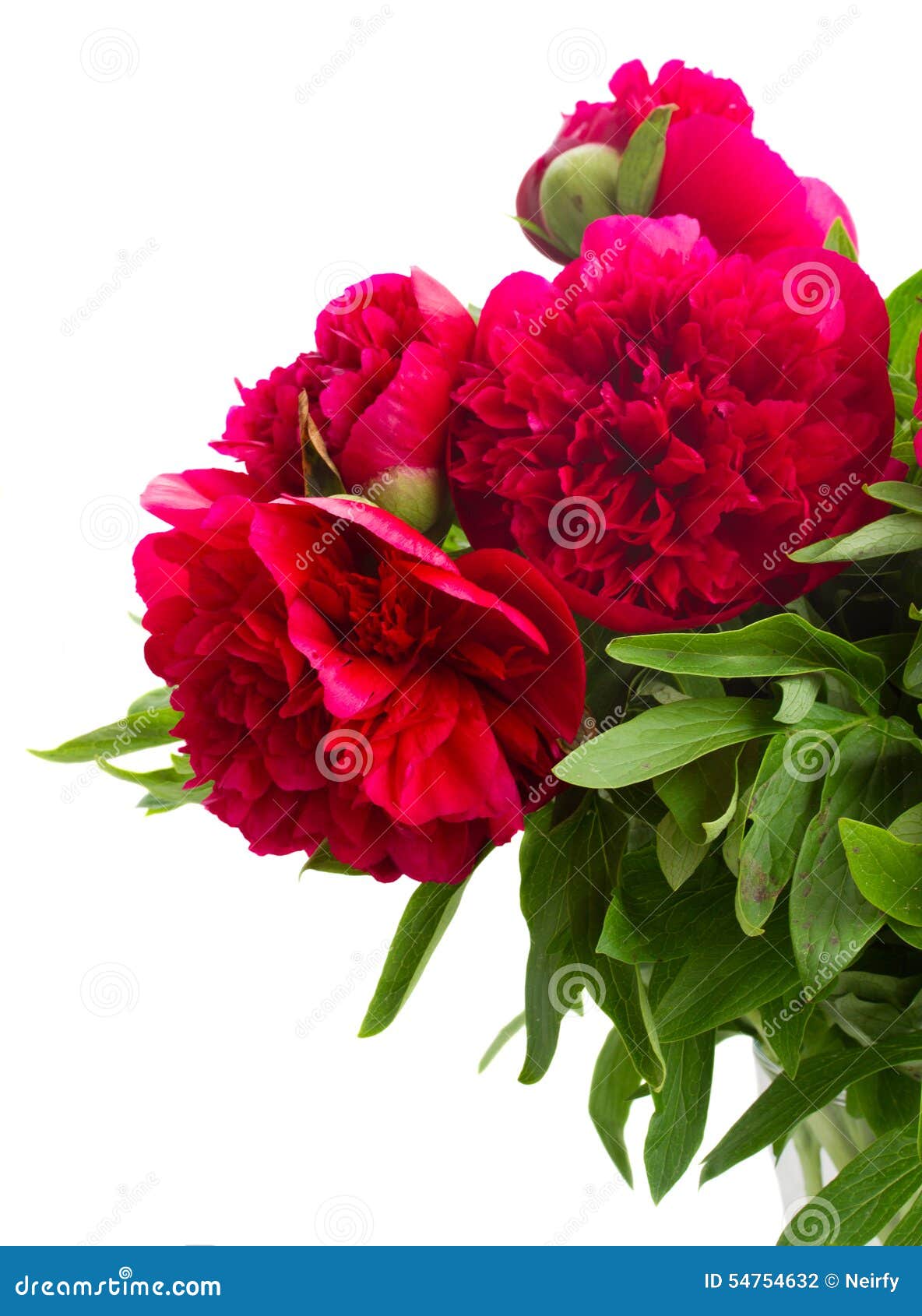 Red peonies stock photo. Image of life, purple, romantic - 54754632