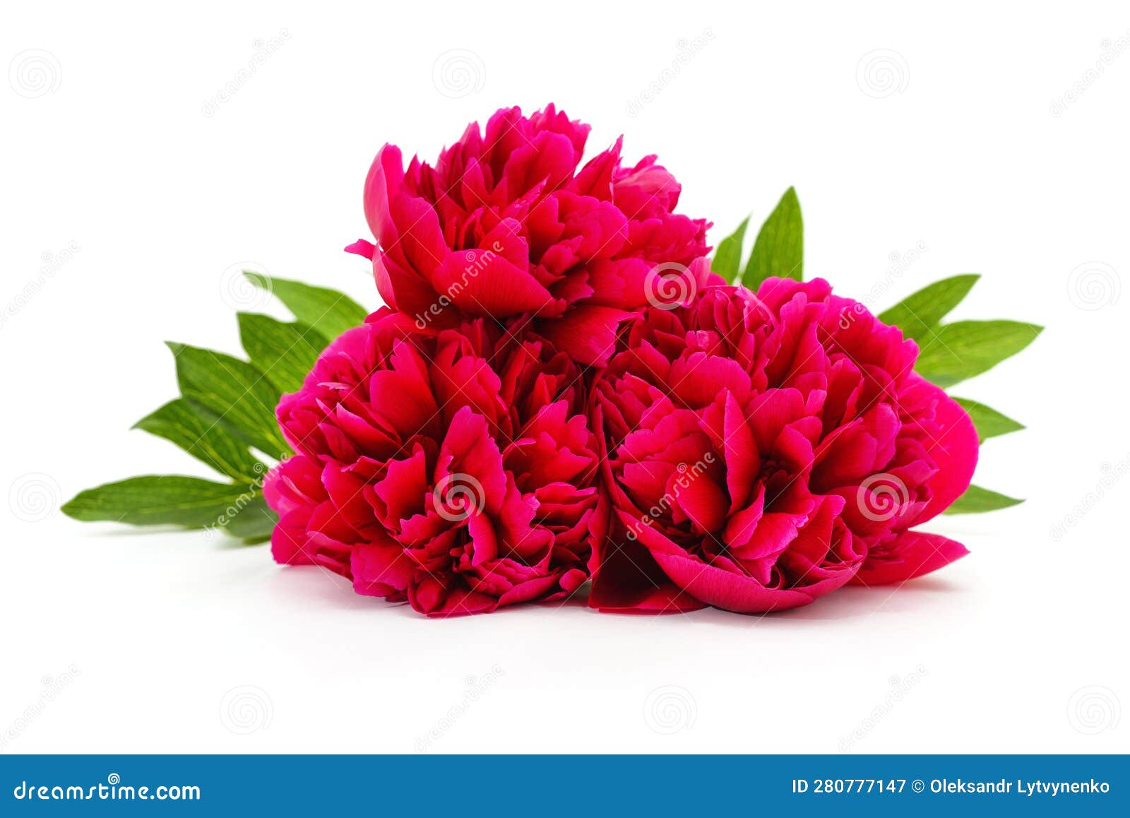 Red peonies bouquet stock image. Image of white, celebration - 280777147