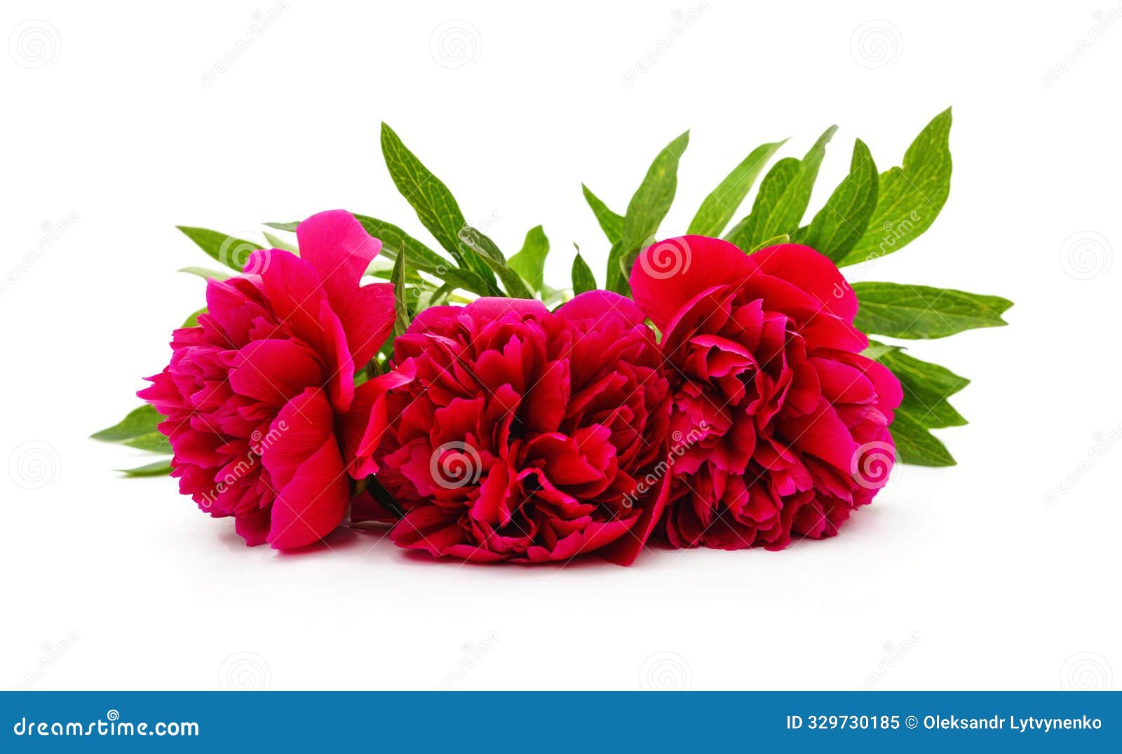Red peonies bouquet stock image. Image of flowers, summer - 329730185
