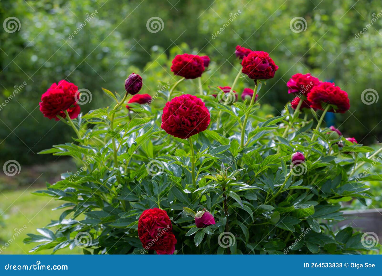 Red Peony Officinalis Command Performance in the Garden Stock Photo ...