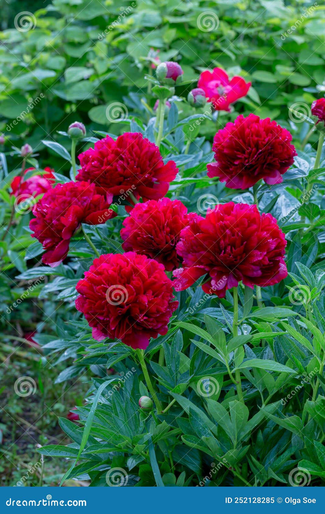 Red Peony Albiflora. Paeonia Officinalis Command Performance in the ...
