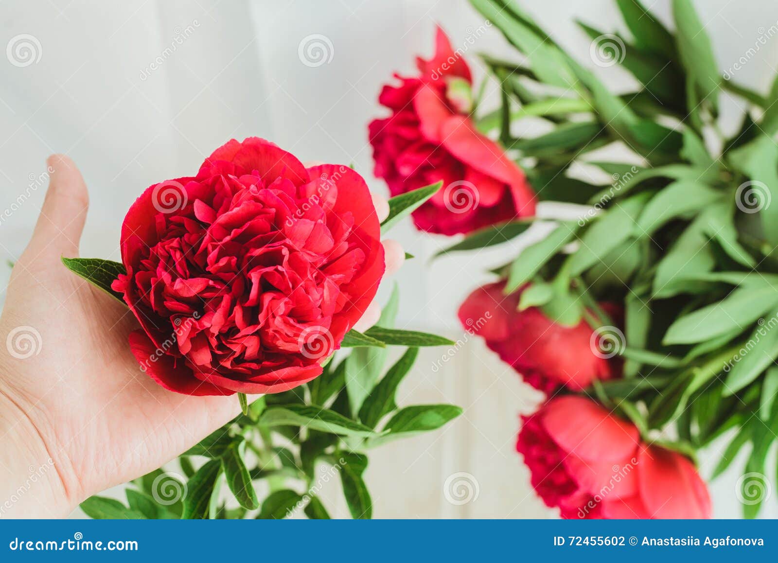 Red Peony Bouquet on a White Background Stock Photo - Image of round ...