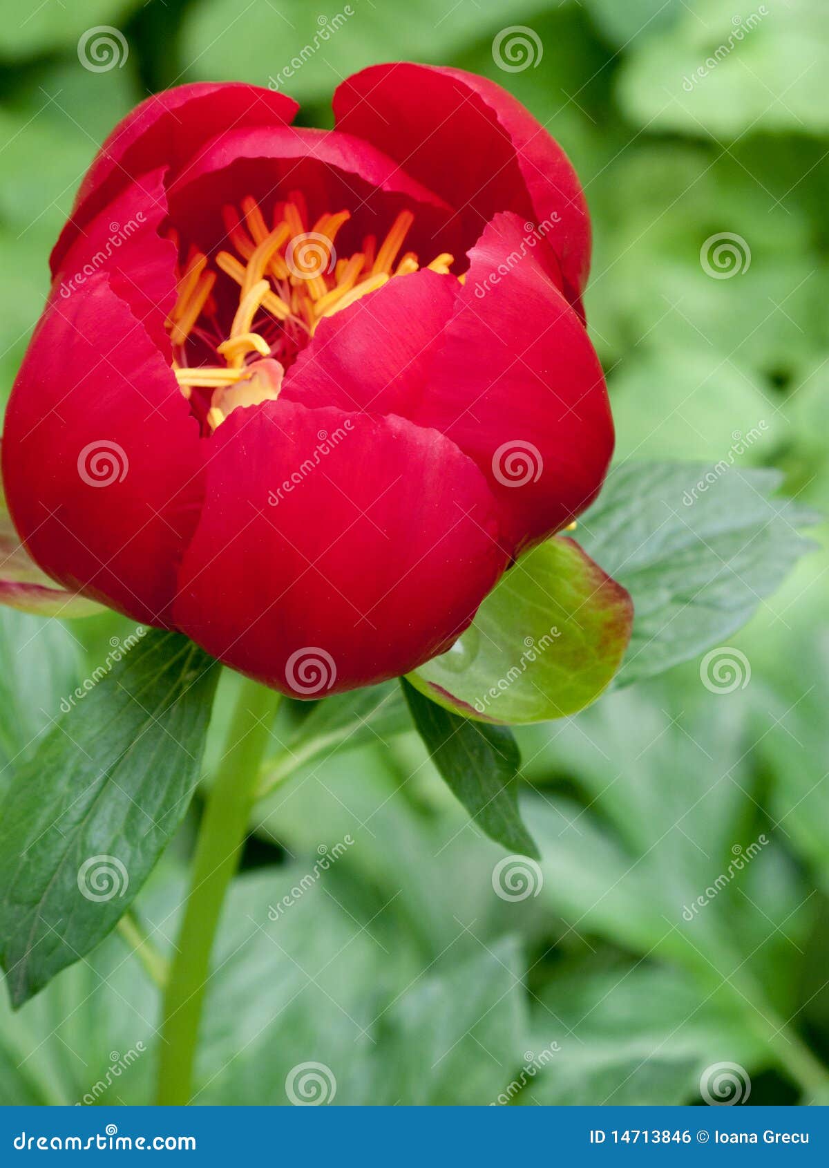 Red peony flower stock photo. Image of close, vivid, petals - 14713846