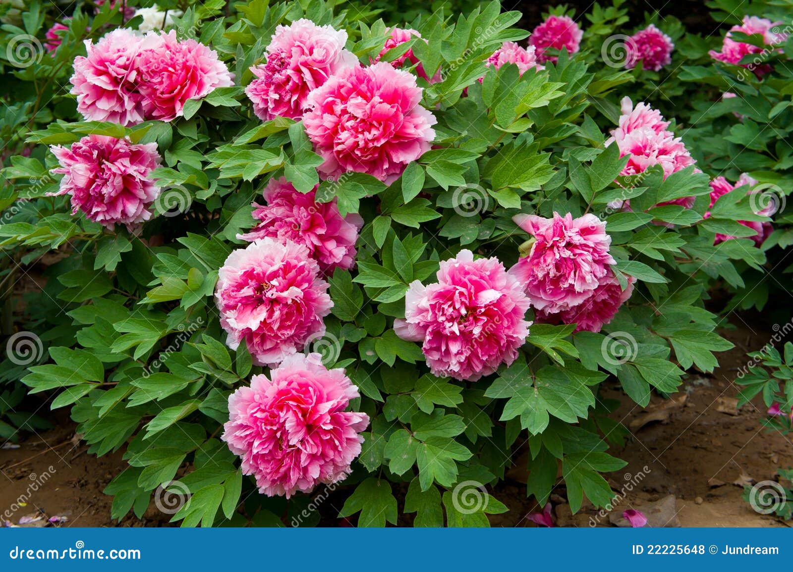 Red peony flower stock photo. Image of colorful, china - 22225648