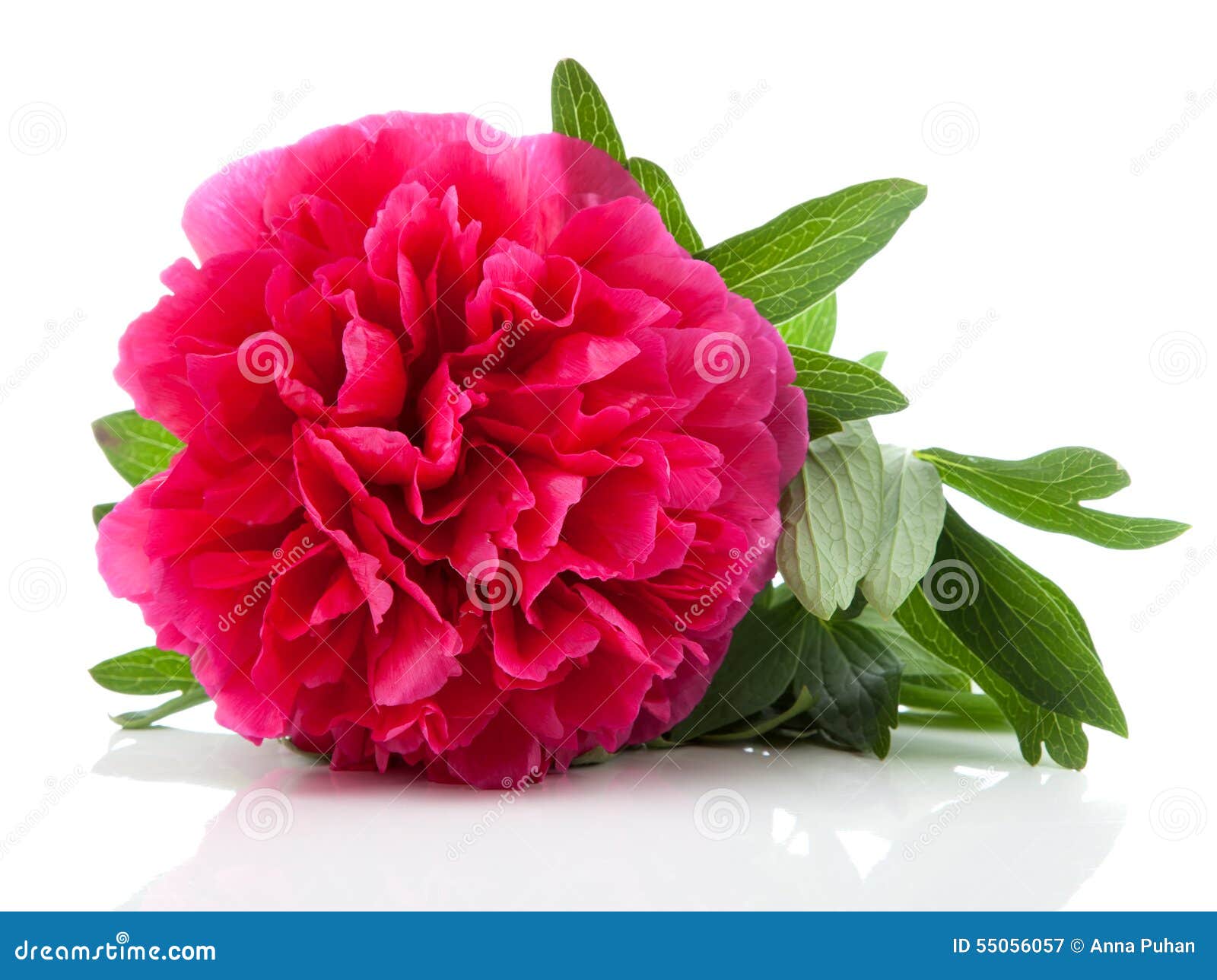 Red peony flower stock image. Image of stem, nature, spring - 55056057