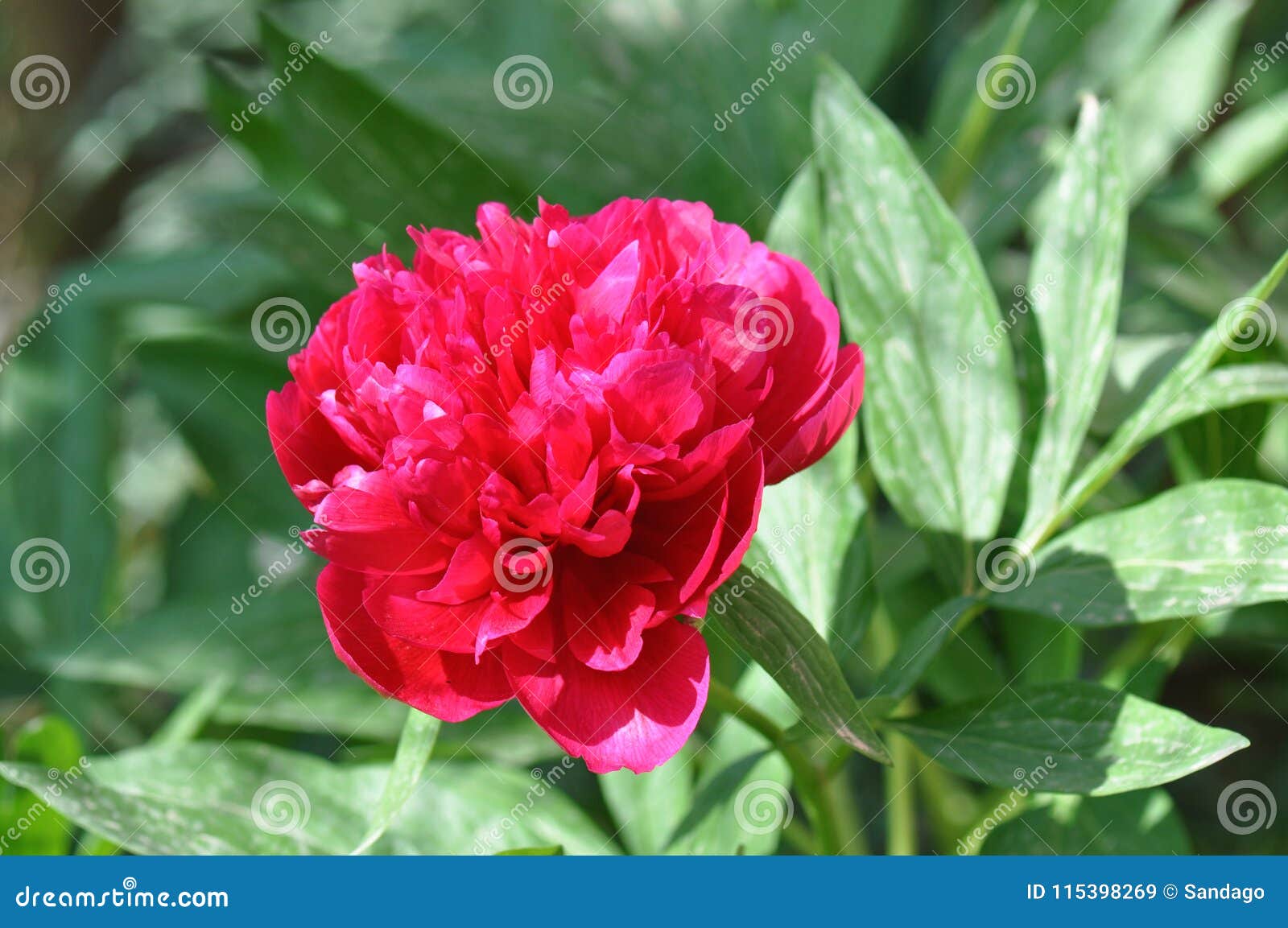 Red peony flower stock image. Image of background, leafs - 115398269