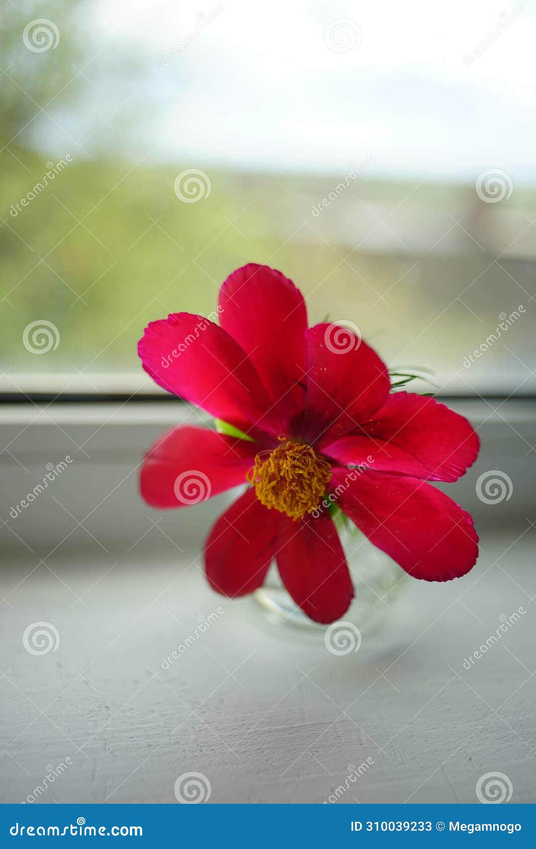 Red Peony Flower in a Vase on the Windowsill Stock Image - Image of ...
