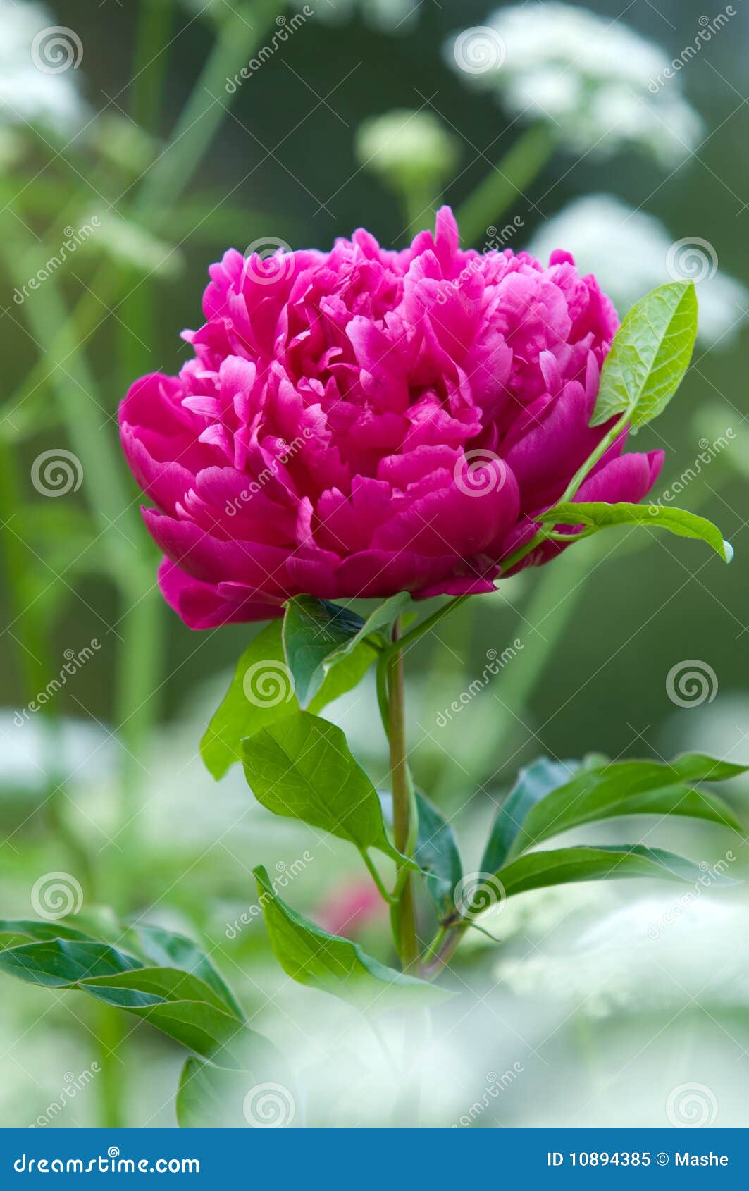 Red peony flowers stock image. Image of design, floral - 10894385