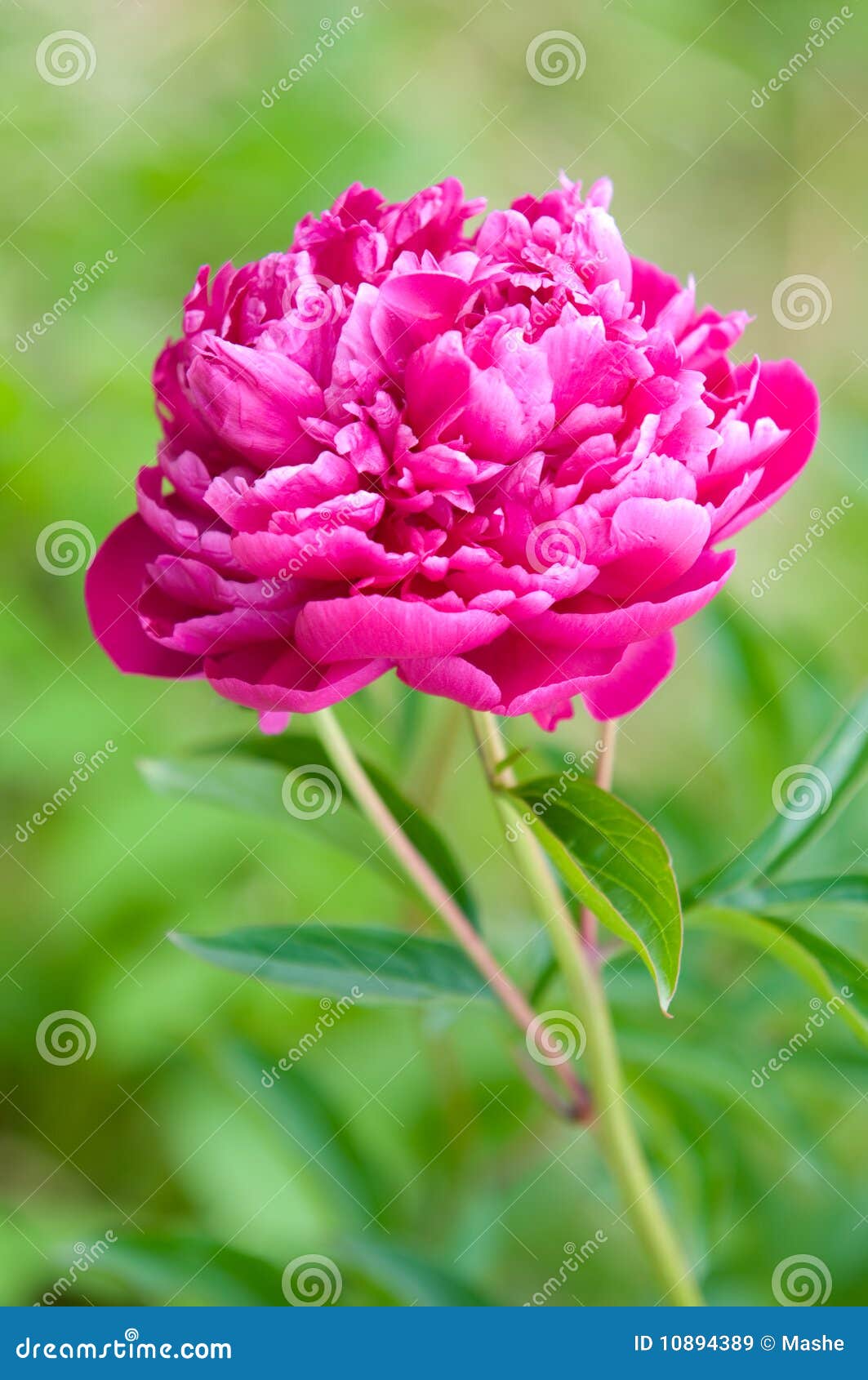 Red peony flowers stock image. Image of blooming, design - 10894389