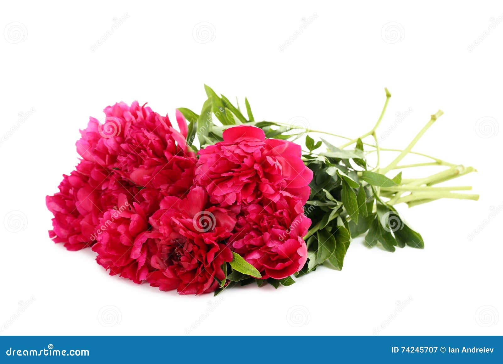 Red peony flowers stock image. Image of crimson, composition - 74245707