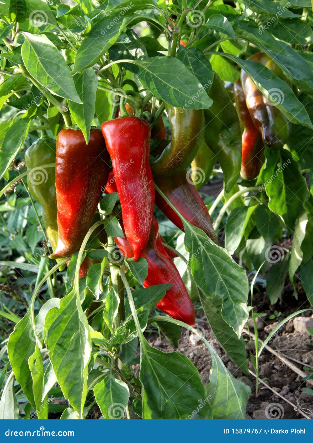 Red pepper stock image. Image of prolific, production - 15879767