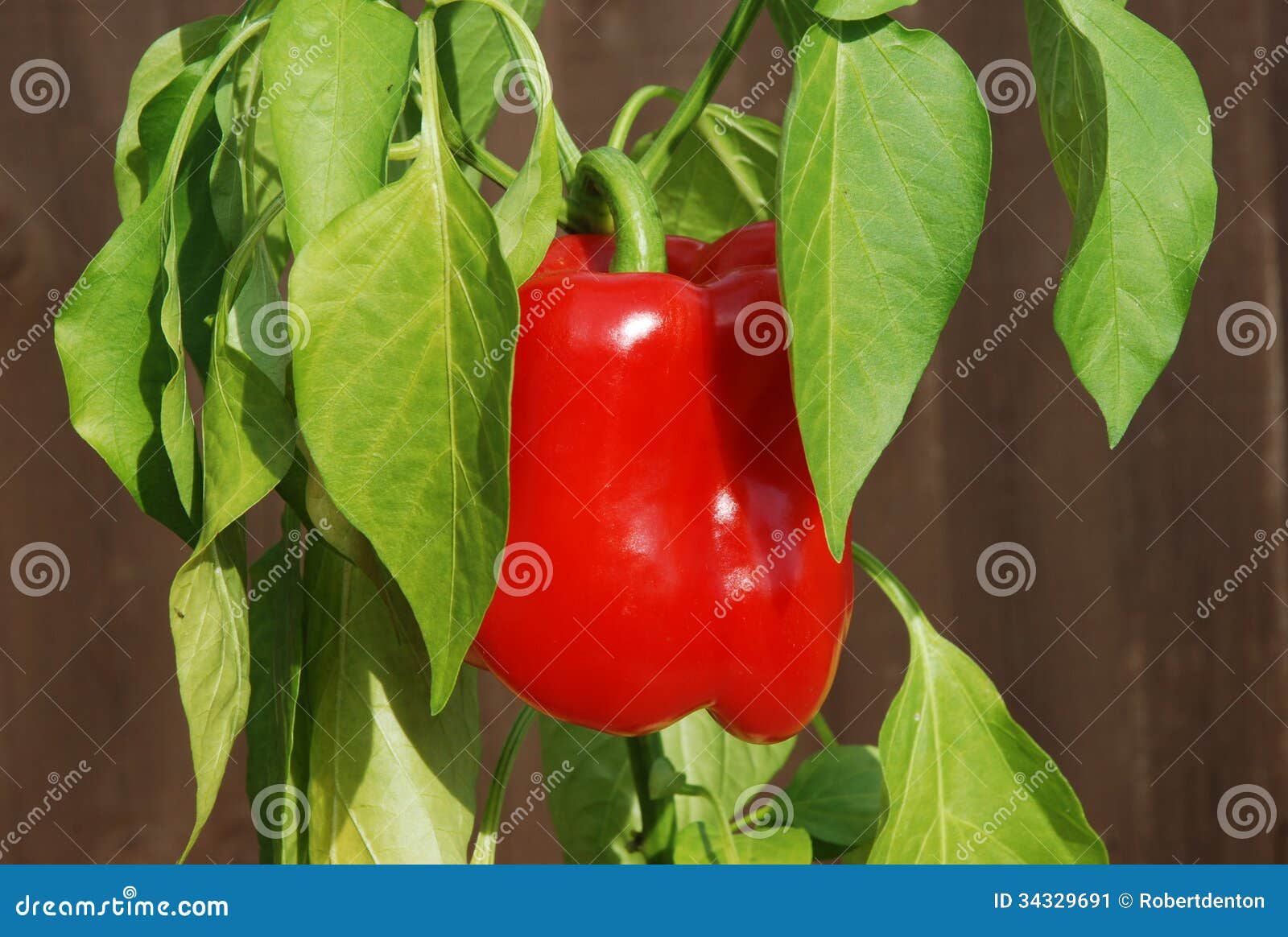 Red Pepper stock image. Image of pepper, sweet, ripe - 34329691