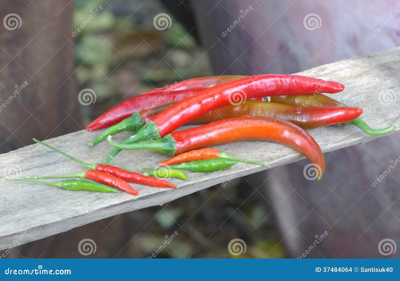 Red pepper stock photo. Image of kitchengarden, pepper - 37484064