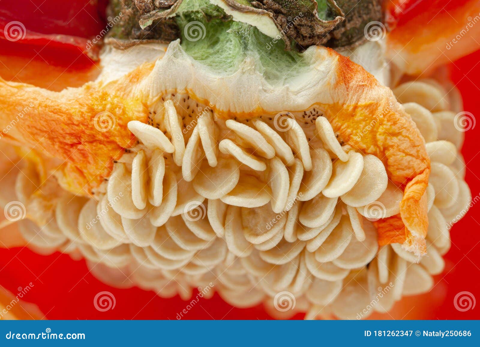 Red Pepper Bunch Seeds Macro Stock Image - Image of sweet, vegetables ...
