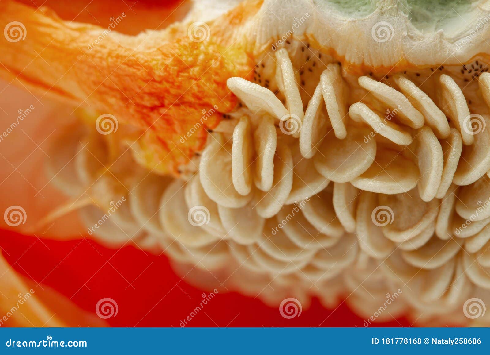 Red Pepper Bunch Seeds Macro Stock Photo - Image of lunch, closeup ...