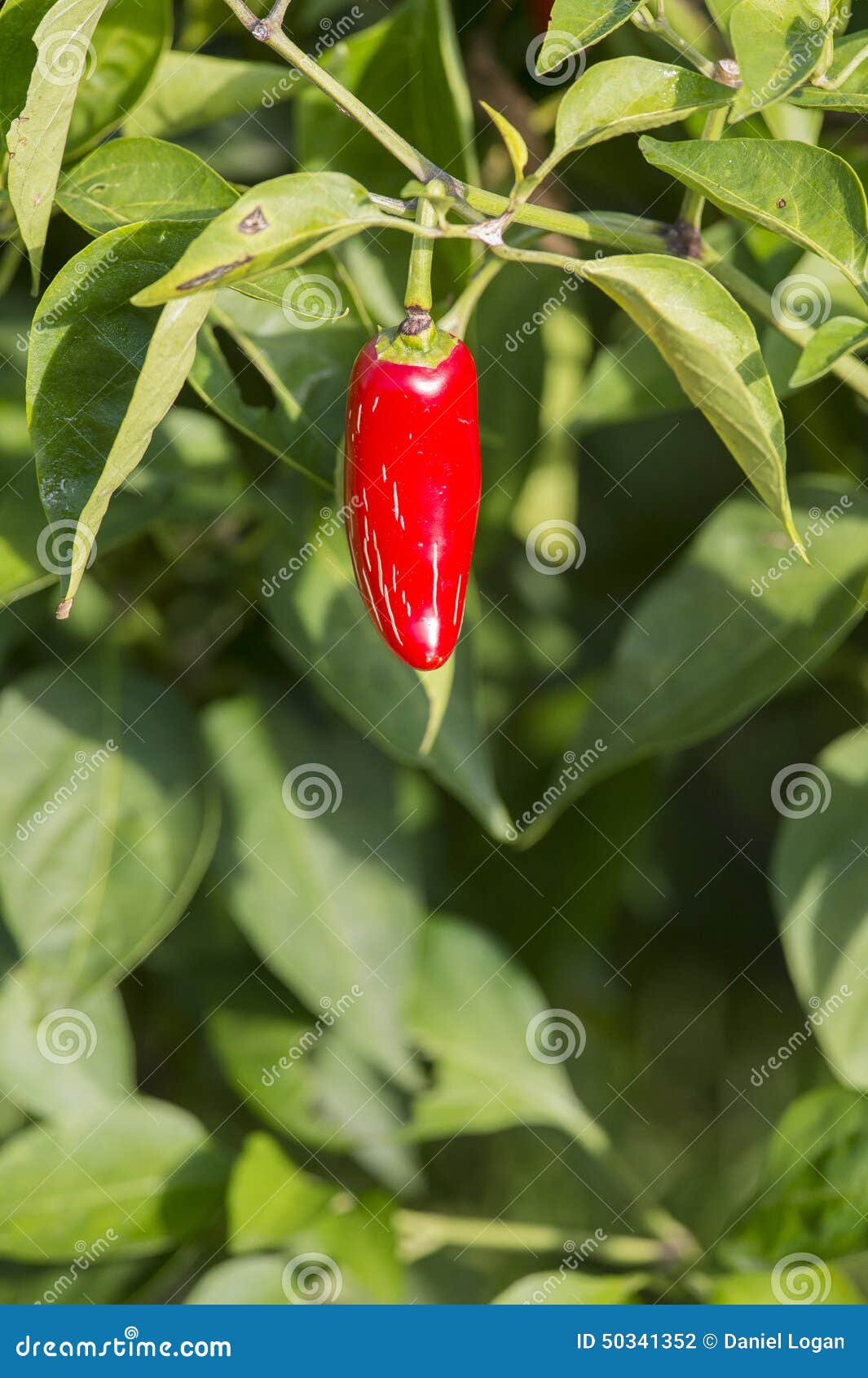 Red pepper on bush stock photo. Image of vegetable, fall - 50341352