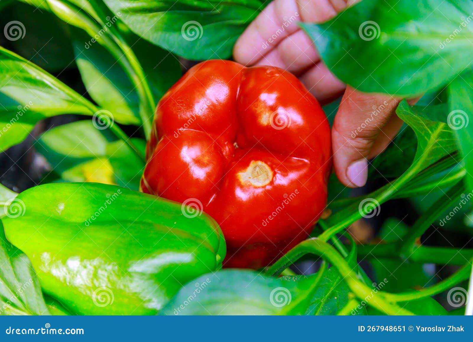 Red Pepper on a Bush between Green Peppers. Stock Image - Image of ...