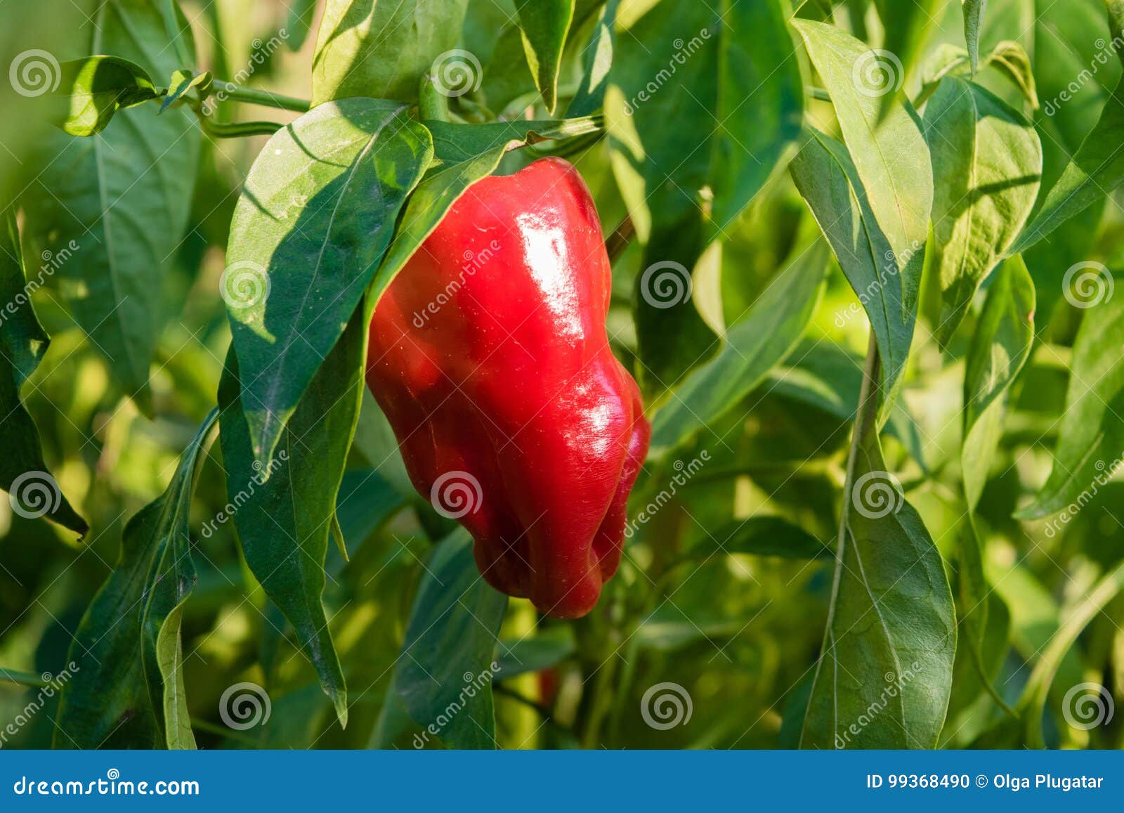 Red Pepper Growing in the Garden Stock Photo - Image of plant, harvest ...