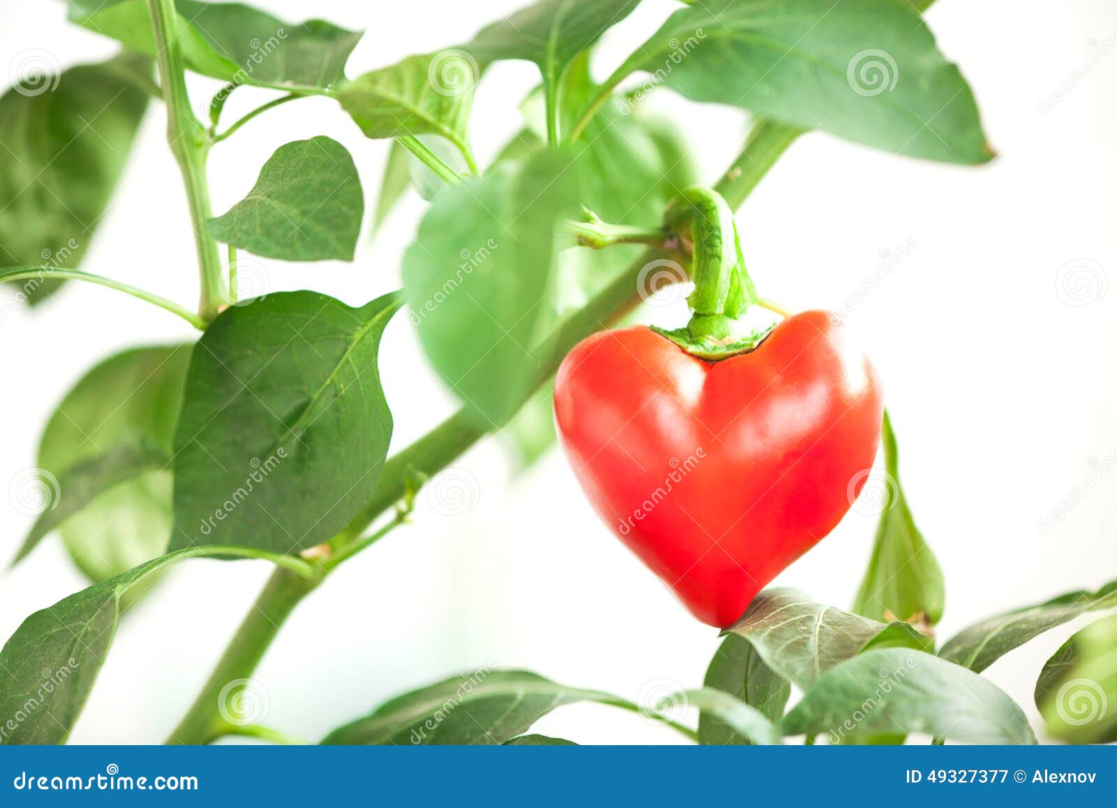 Red Pepper Heart is on a Branch Stock Image - Image of heart, leaf ...