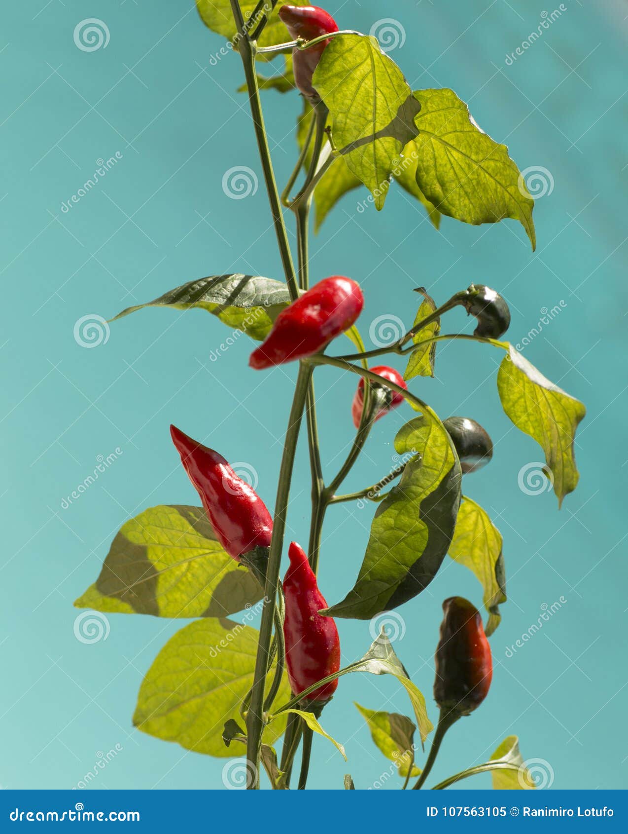 Red pepper on plant stock image. Image of chili, green - 107563105