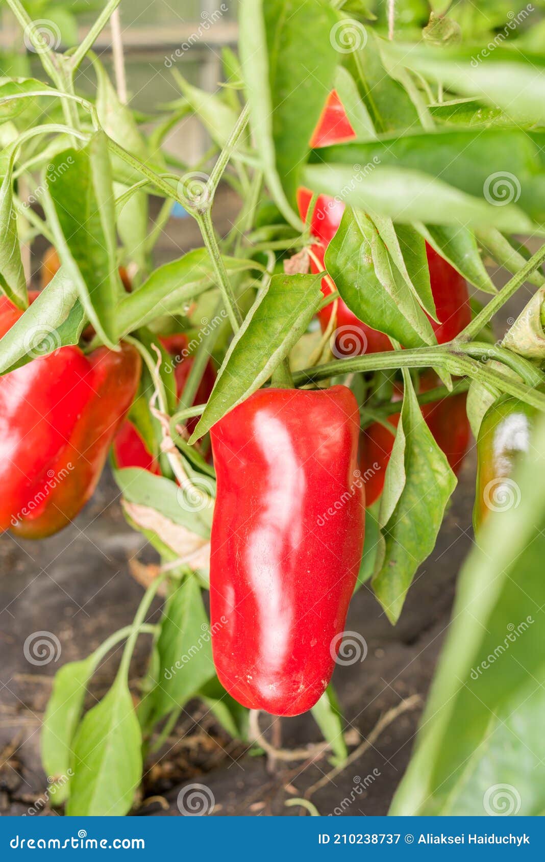 Red Pepper on a Plant. Gardening Stock Image - Image of pepper, natural ...