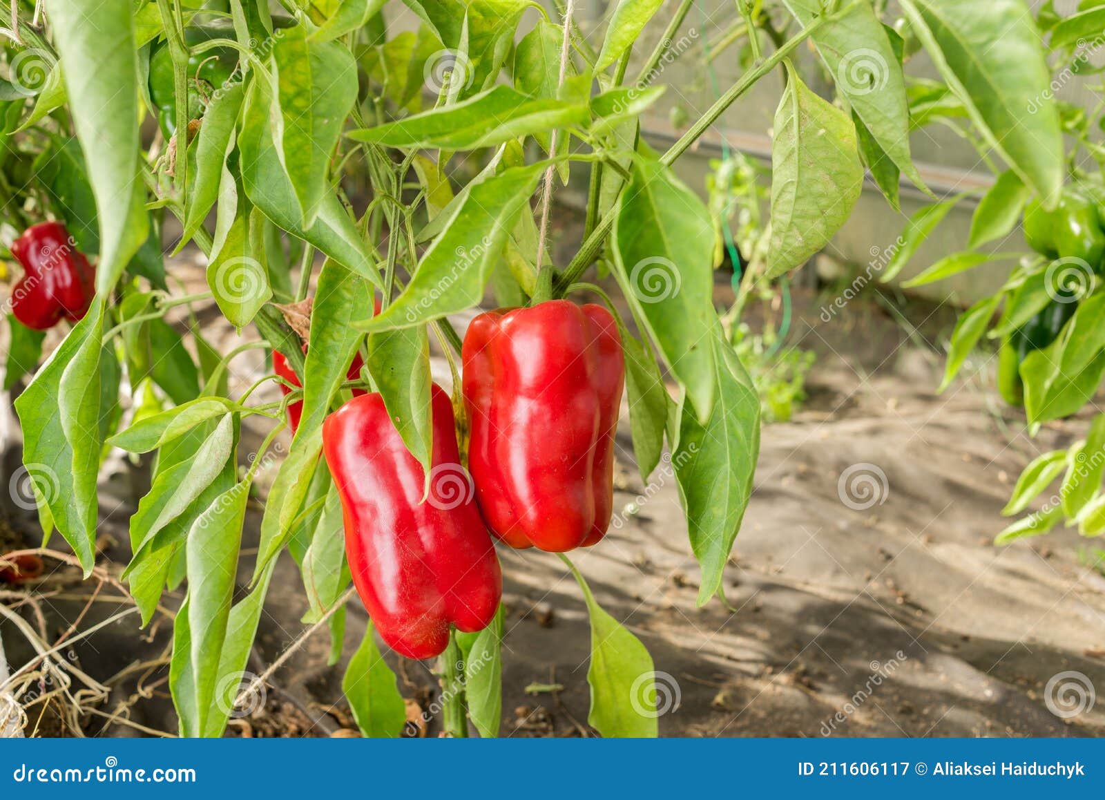 Red Pepper on a Plant. Gardening Stock Image - Image of cultivate ...