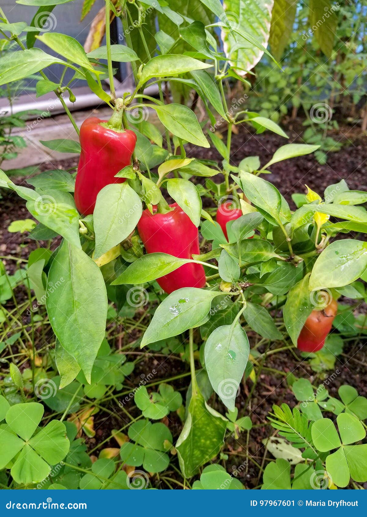 Red Pepper Plant with Raindrops Stock Image - Image of bold, moist ...