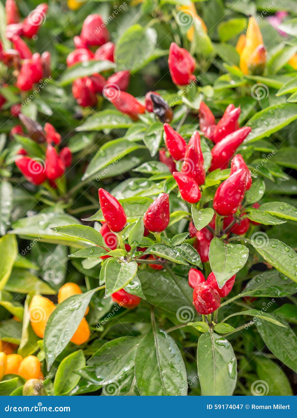 Red pepper shrub stock image. Image of paprika, shrub - 59174047