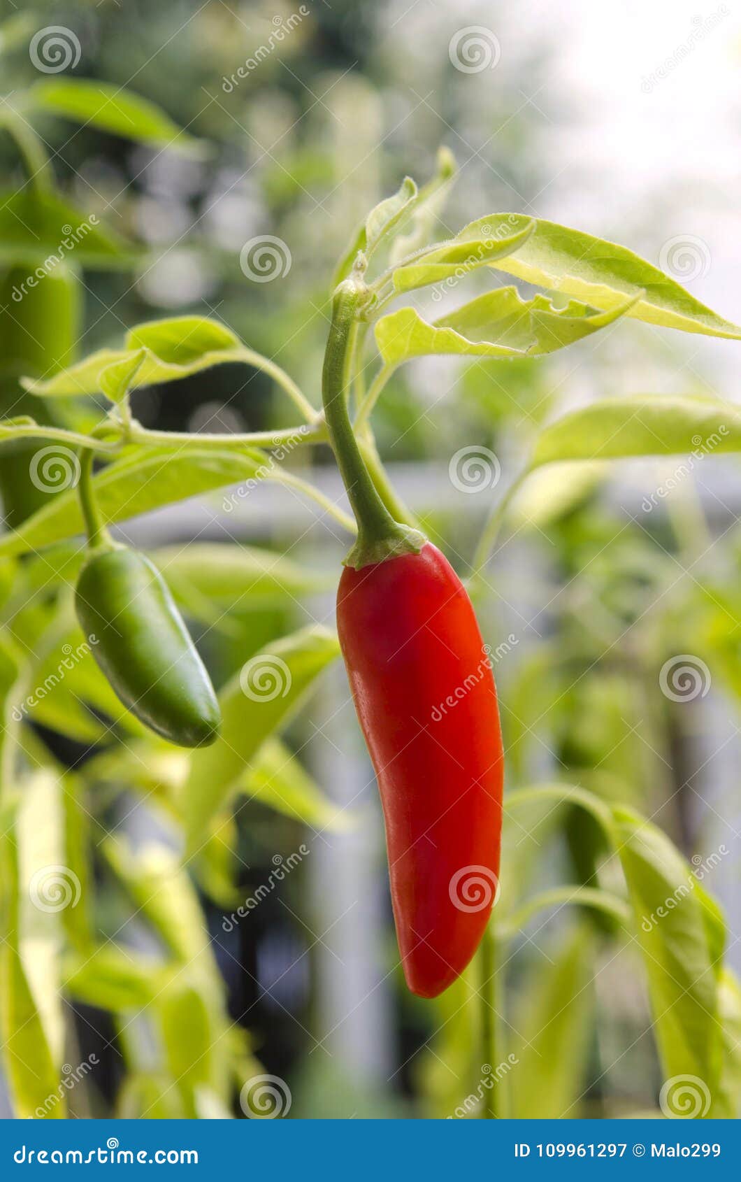 Red pepper on stem stock image. Image of plant, health - 109961297
