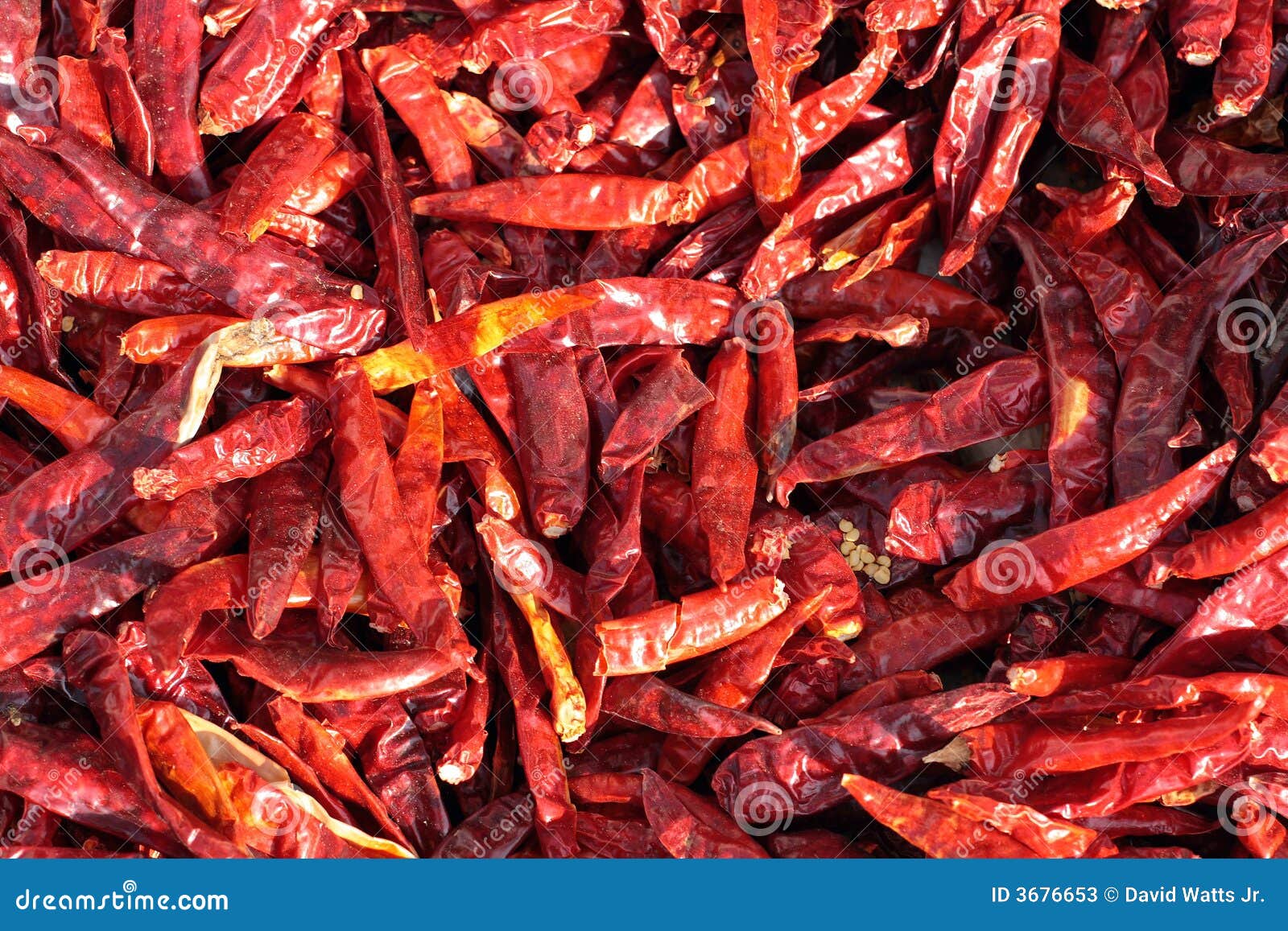 Red Peppers stock image. Image of pepper, pradesh, spices - 3676653