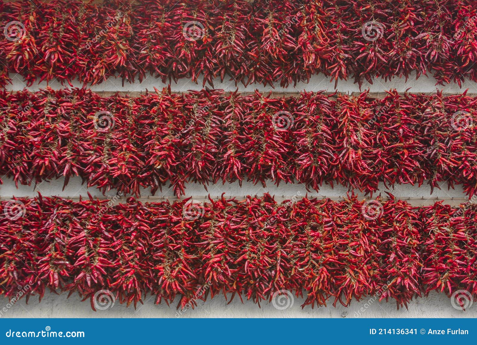 Red Peppers Drying on a Wall. Typical Red Peppers in Hungary Stock ...