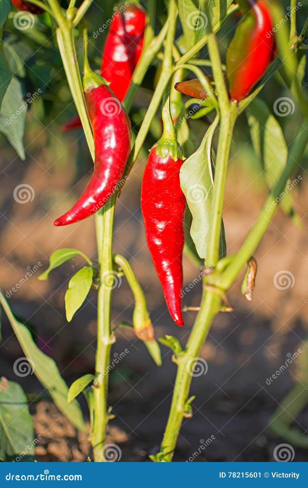 Red Peppers Growing in the Vegetable Garden Stock Image - Image of ...