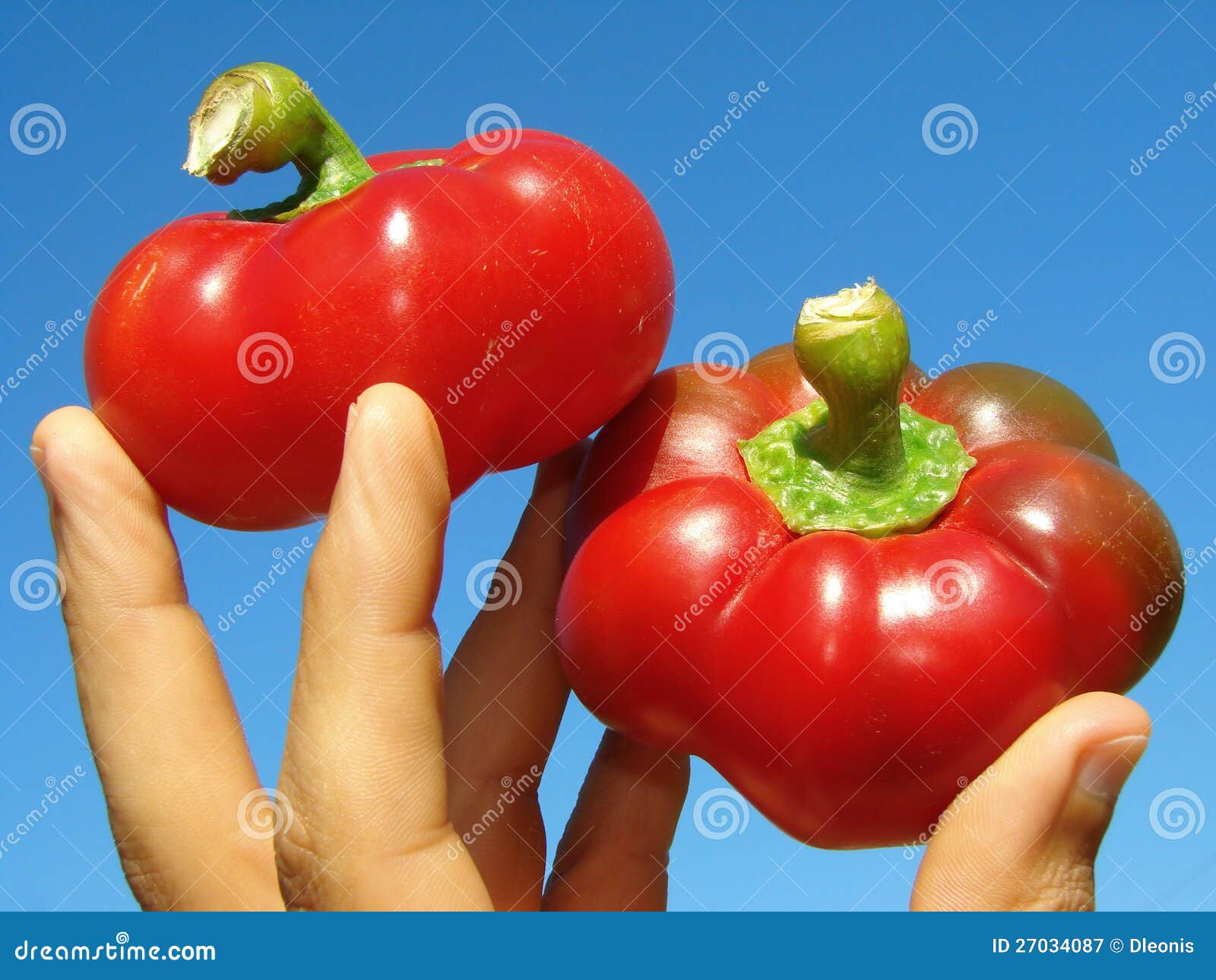 Red peppers in hand stock image. Image of bell, crop - 27034087