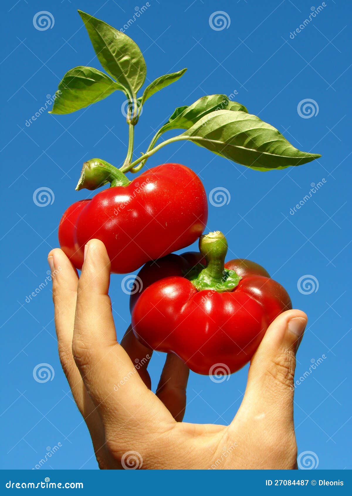 Red peppers in hand stock image. Image of nutrition, food - 27084487