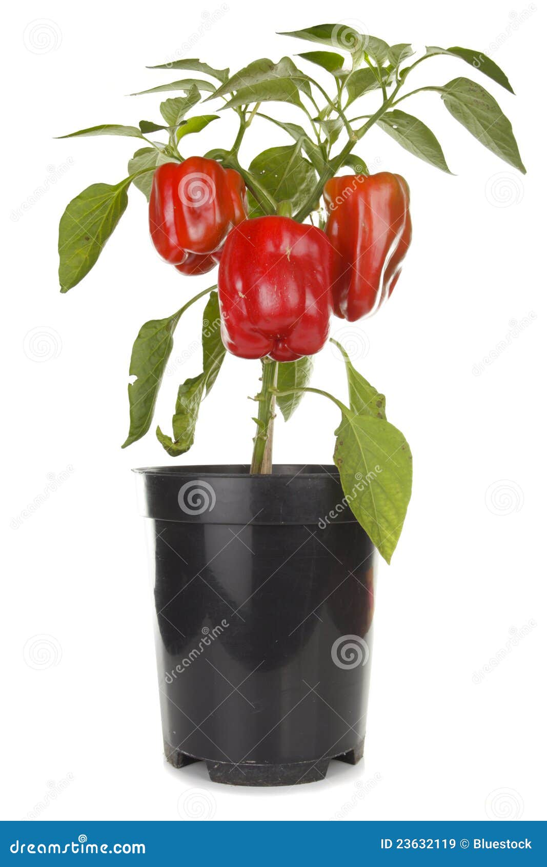 Red peppers plant stock image. Image of growing, plant - 23632119