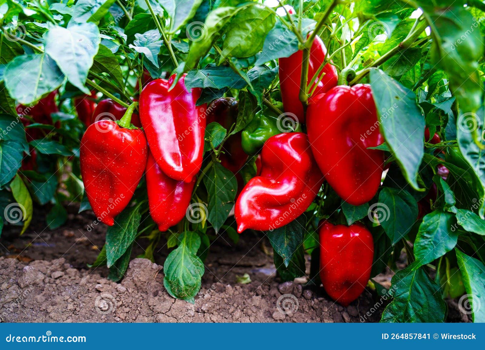Red Peppers on a Plant in Closeup Stock Image - Image of nature, leaf ...