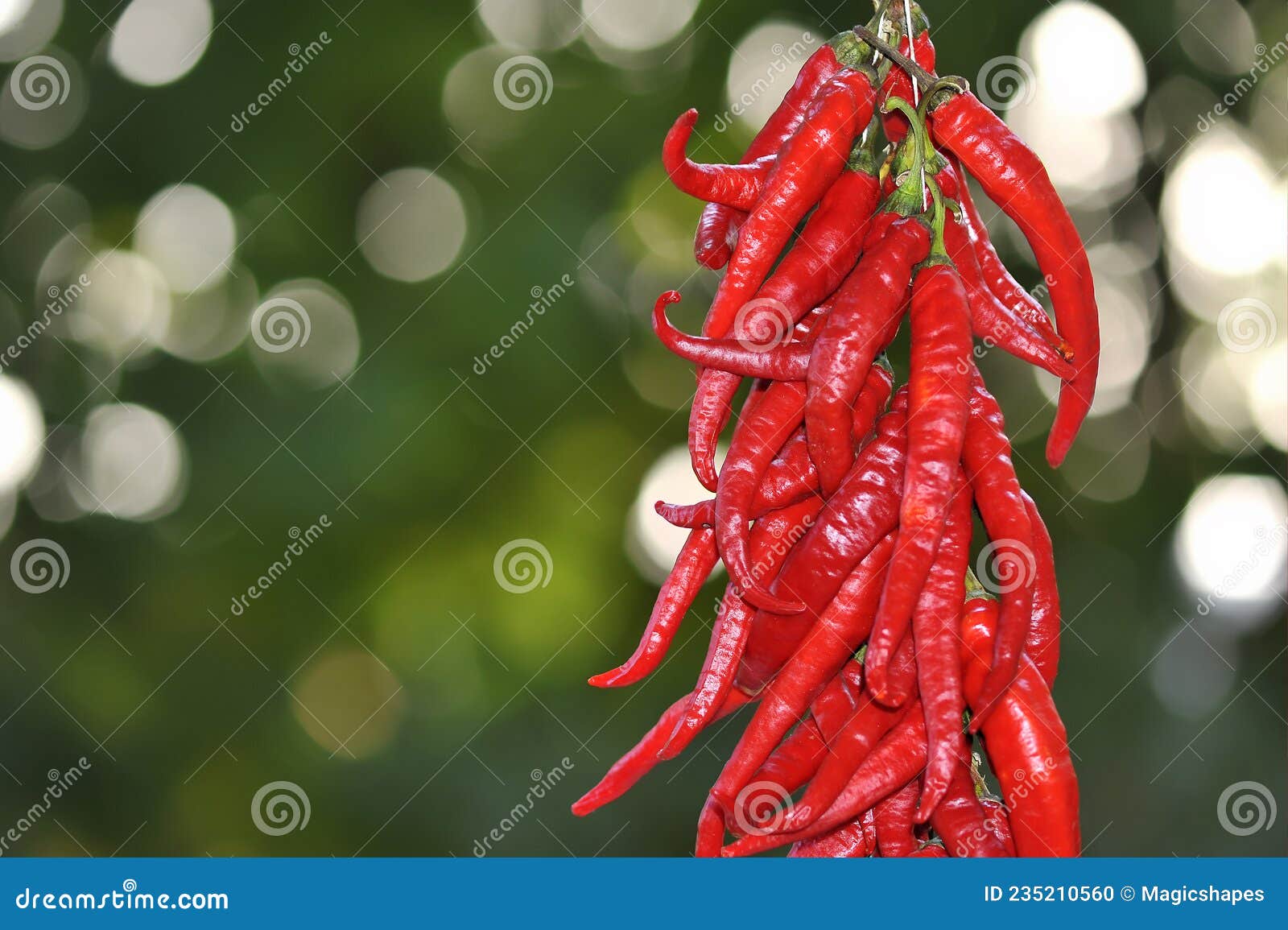 Red Peppers Strung on a String in a Drying Chain Stock Photo - Image of ...