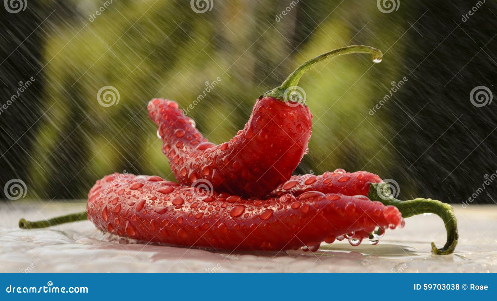 Red Peppers in the Summer Rain Stock Photo - Image of pepperoni ...