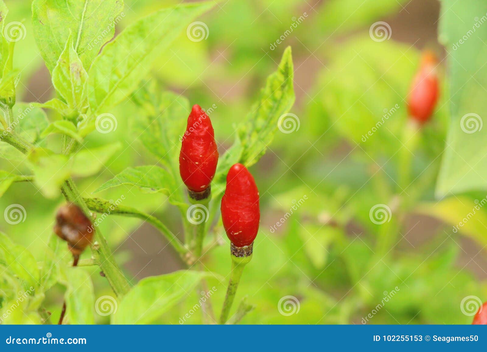 The Red Peppers on the Tree Stock Image - Image of branch, nature ...