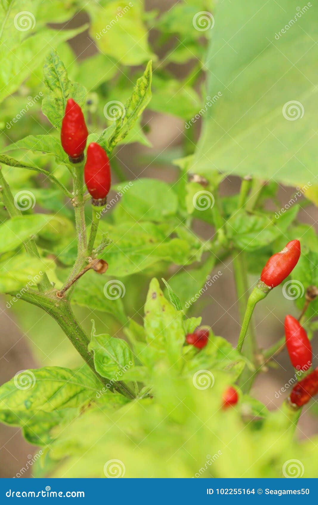 The Red Peppers on the Tree Stock Photo - Image of ripe, fruit: 102255164