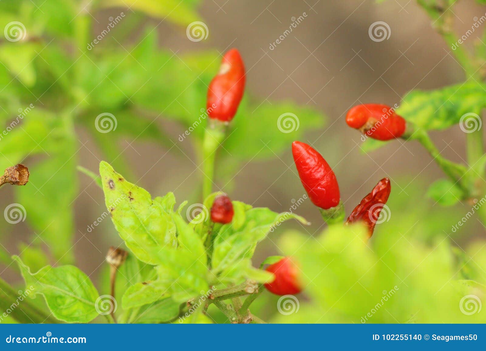 The Red Peppers on the Tree Stock Photo - Image of yellow, plant: 102255140