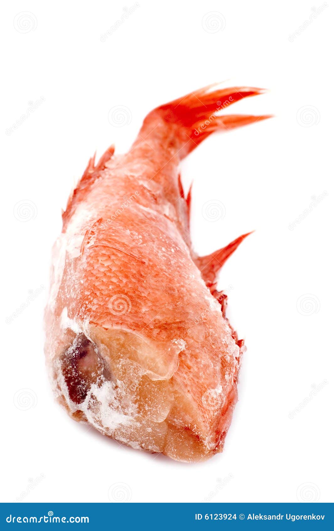 Red perch macro stock photo. Image of fishing, tasty, perch - 6123924