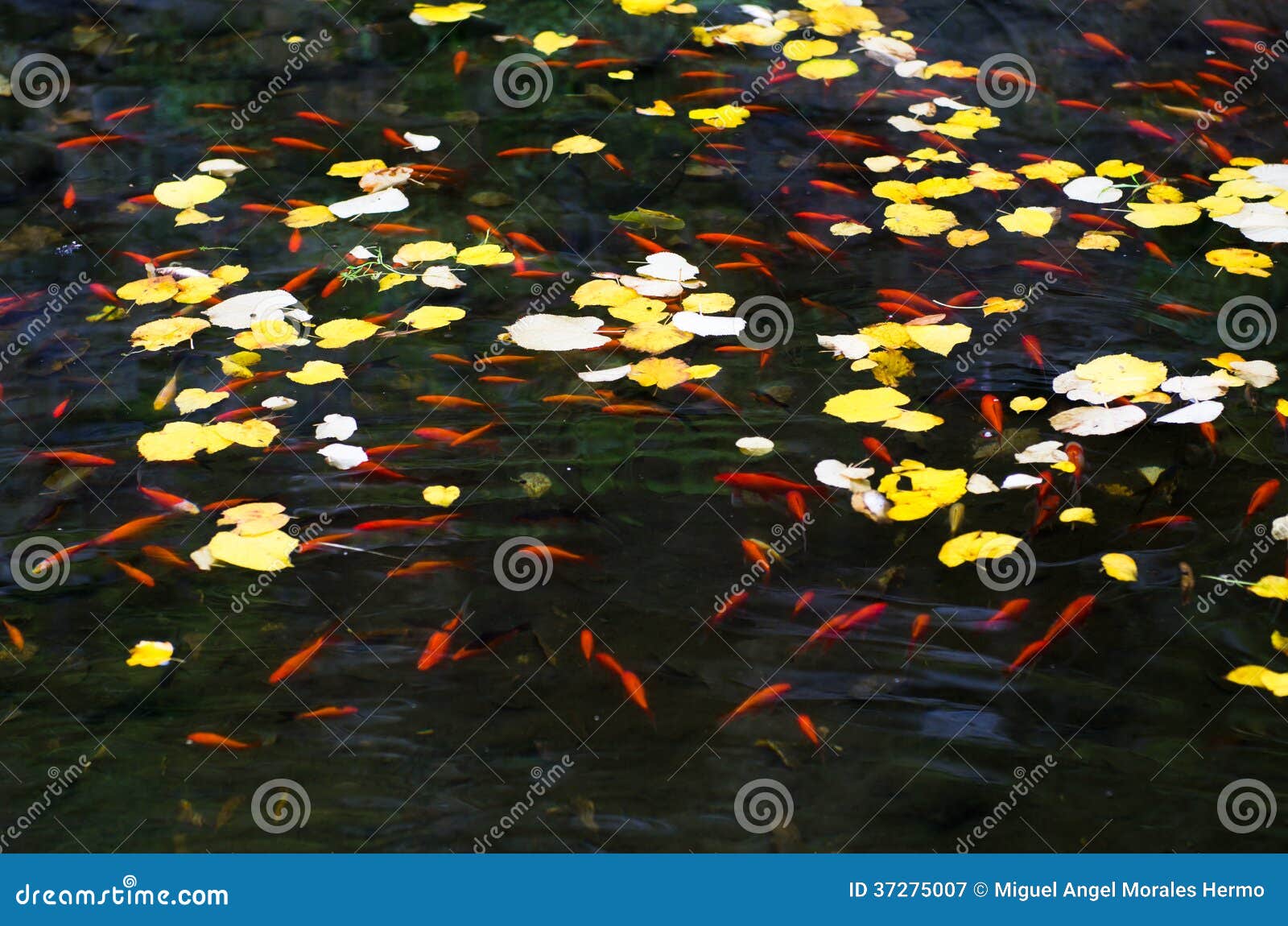 Red perch stock image. Image of perch, yellow, marine - 37275007