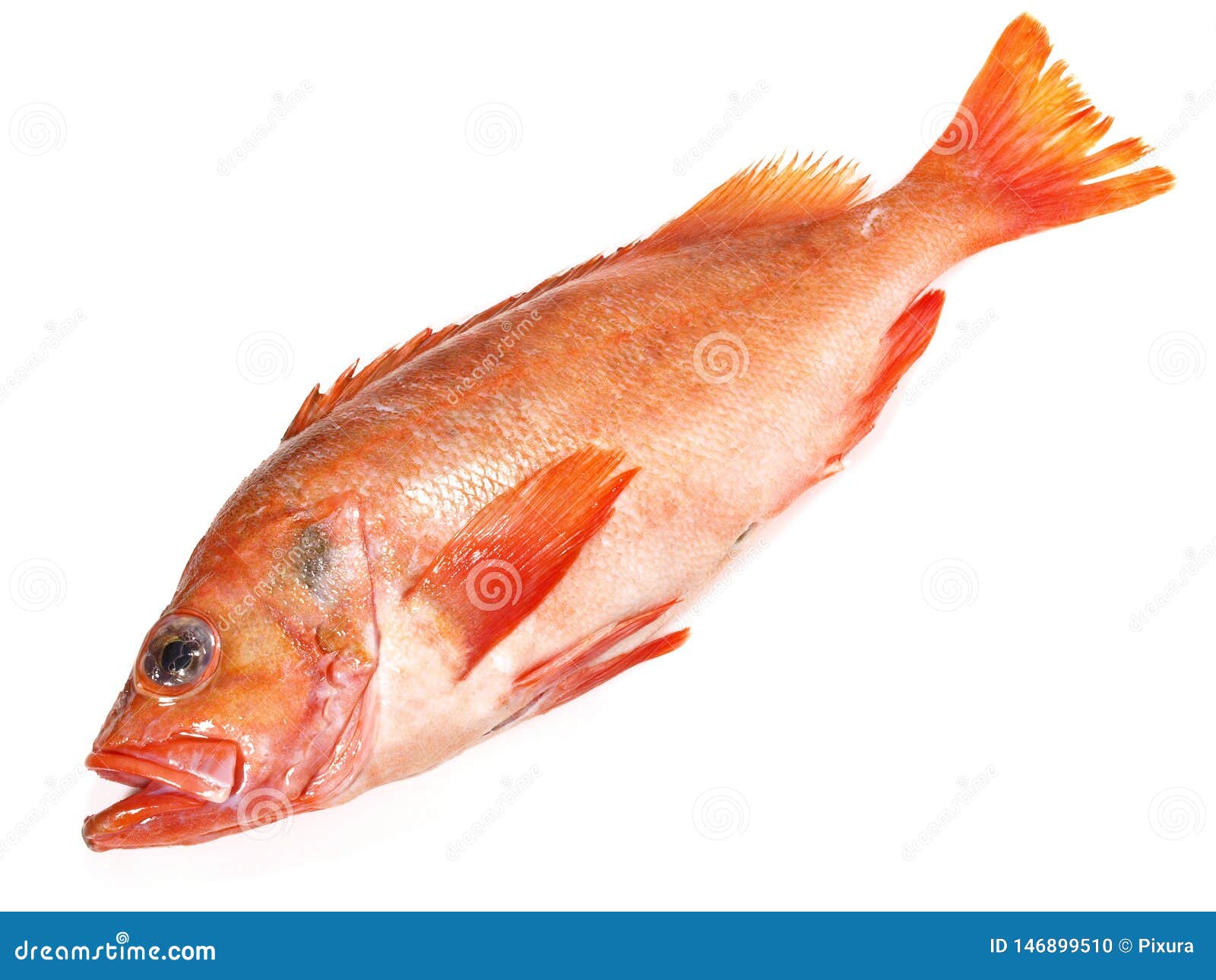 Red Perch on White stock photo. Image of macro, protein - 146899510