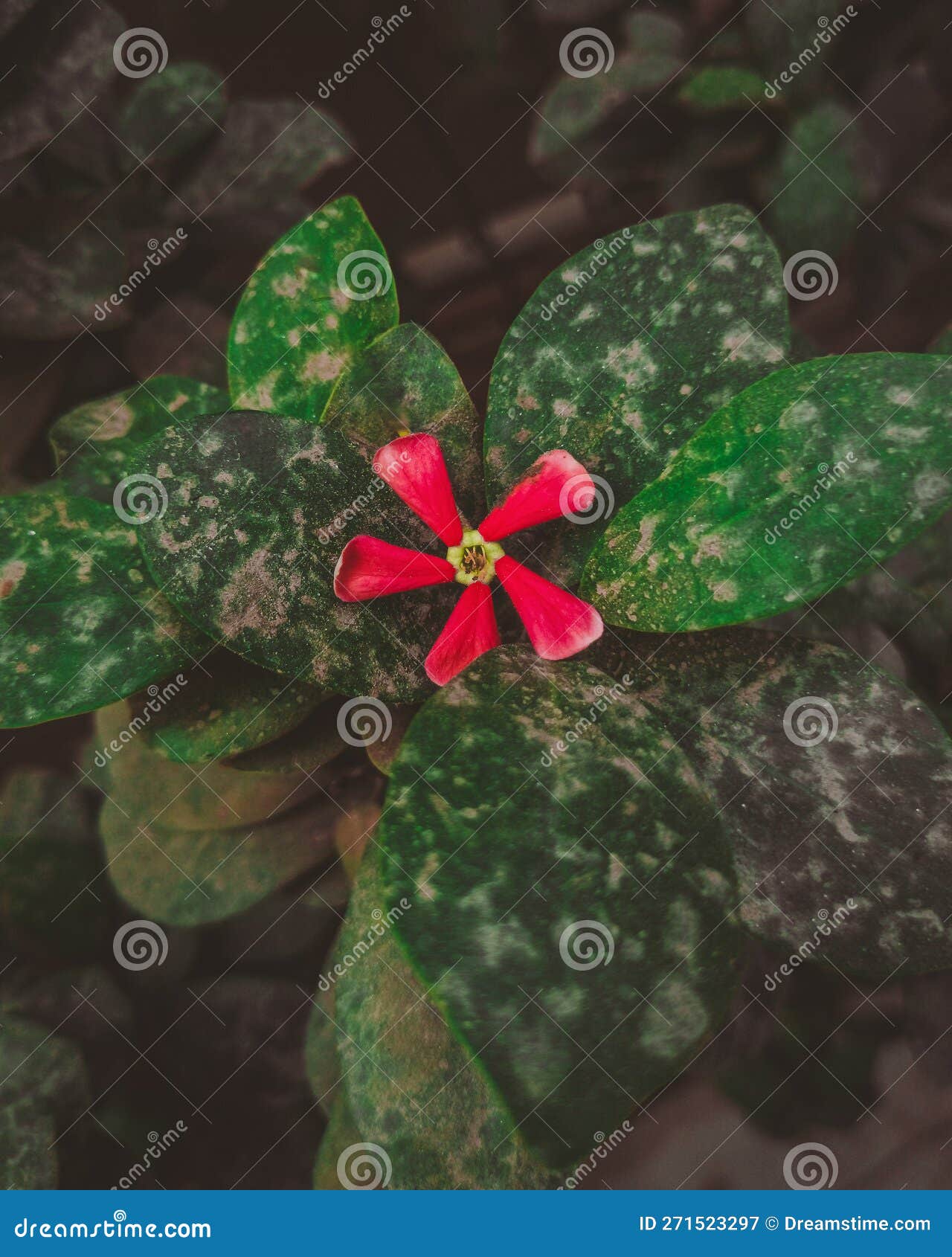 A Red Periwinkle with Greenery Stock Image - Image of shrub, food ...