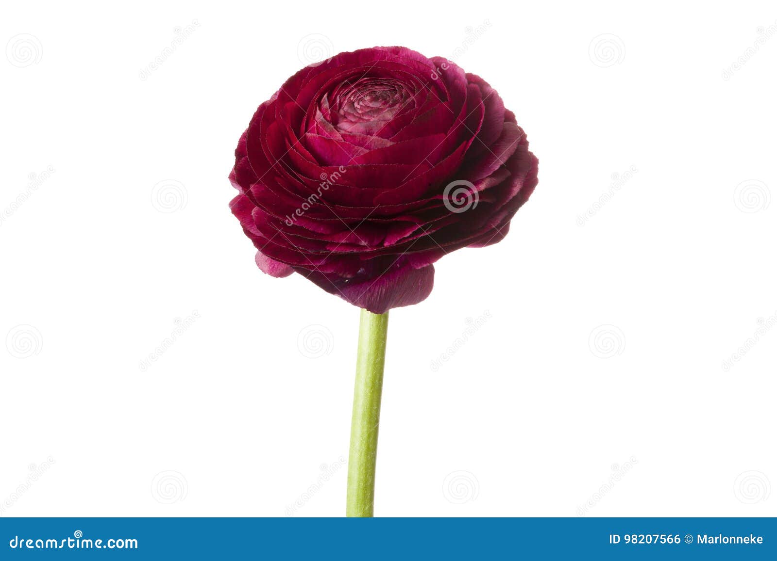 Red Persian Buttercup Flower Stock Photo - Image of background, persian ...
