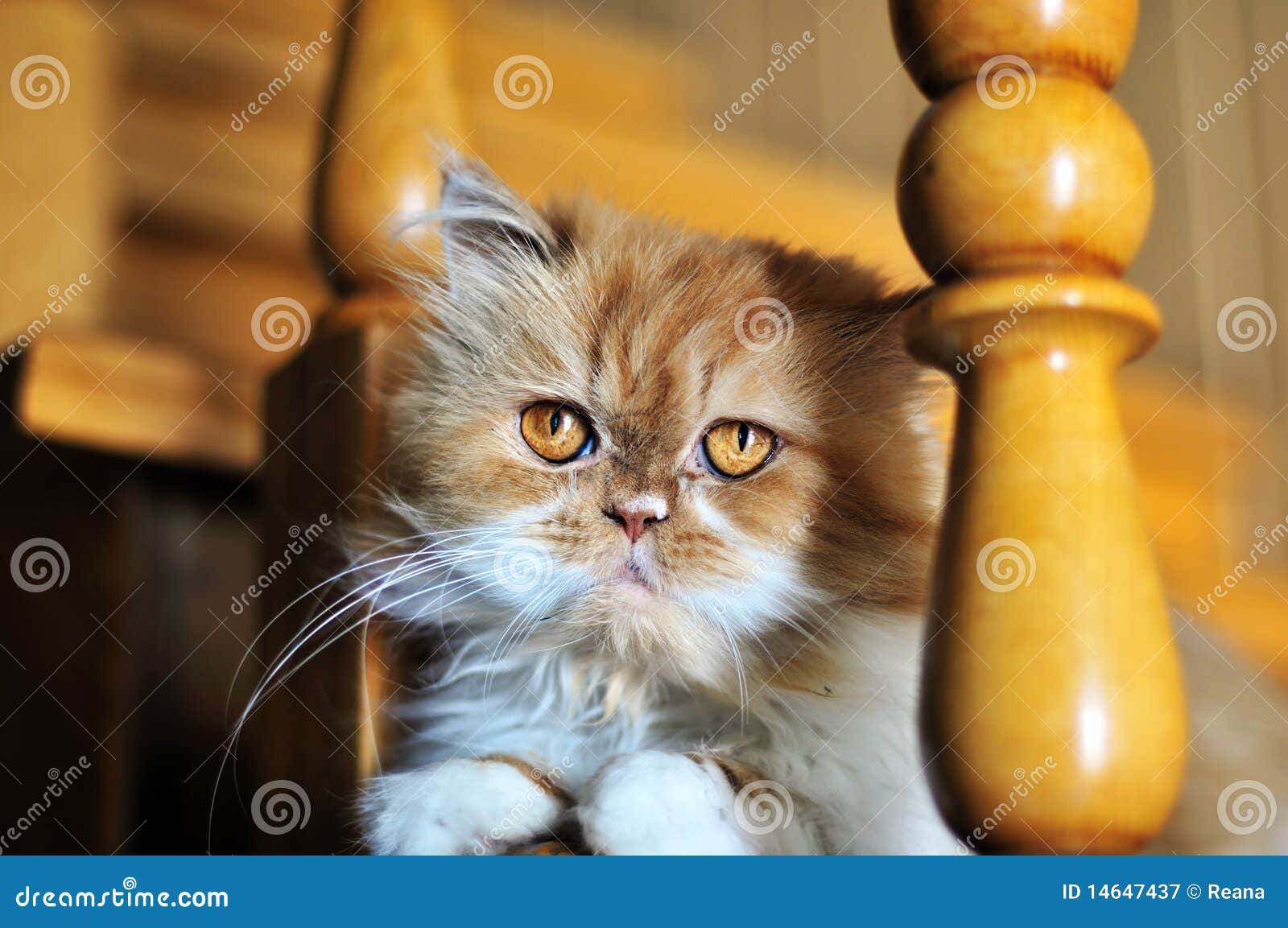 Red persian cat stock image. Image of portrait, fluffy - 14647437