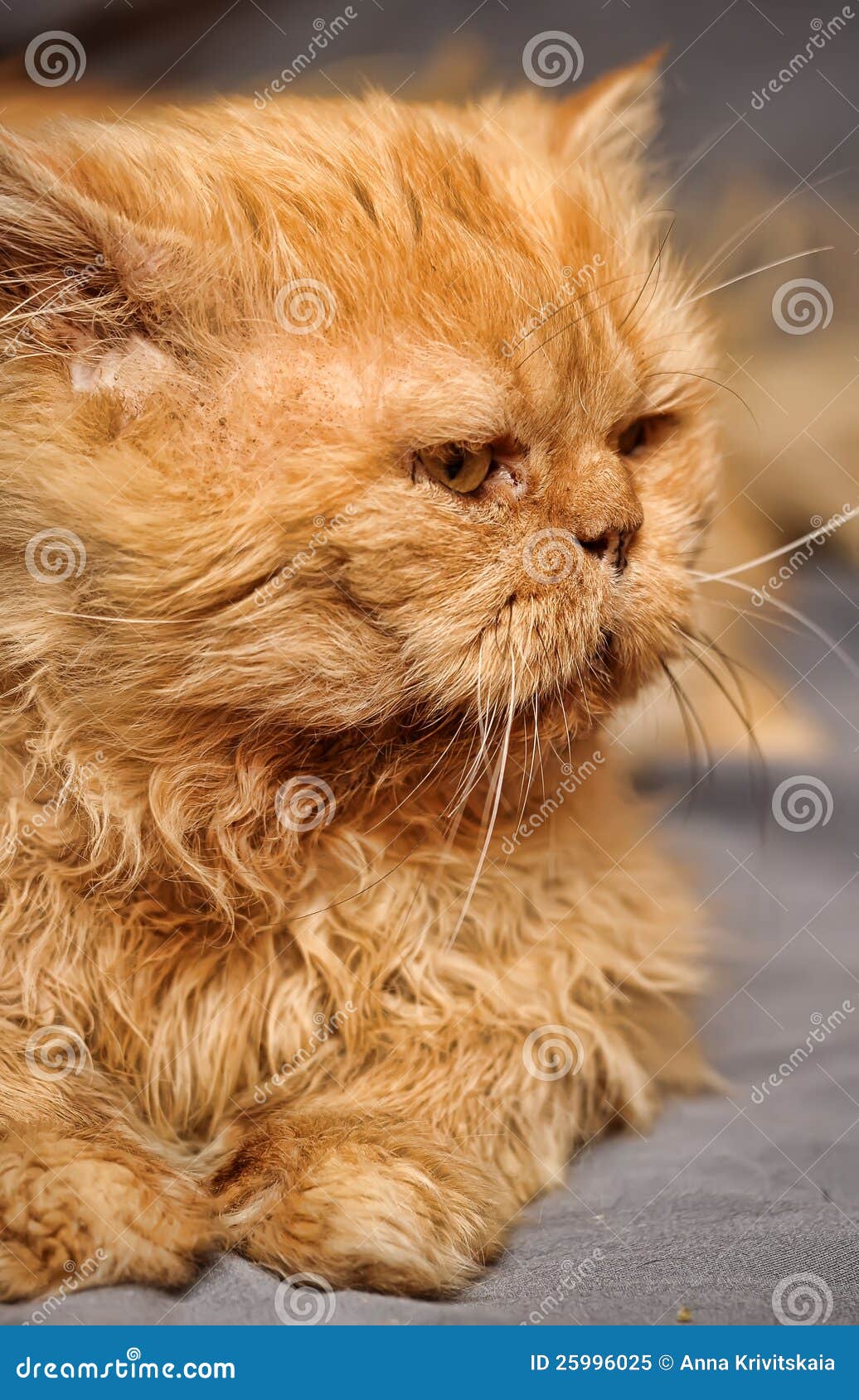 Red Persian cat stock image. Image of loving, fauna, persian - 25996025