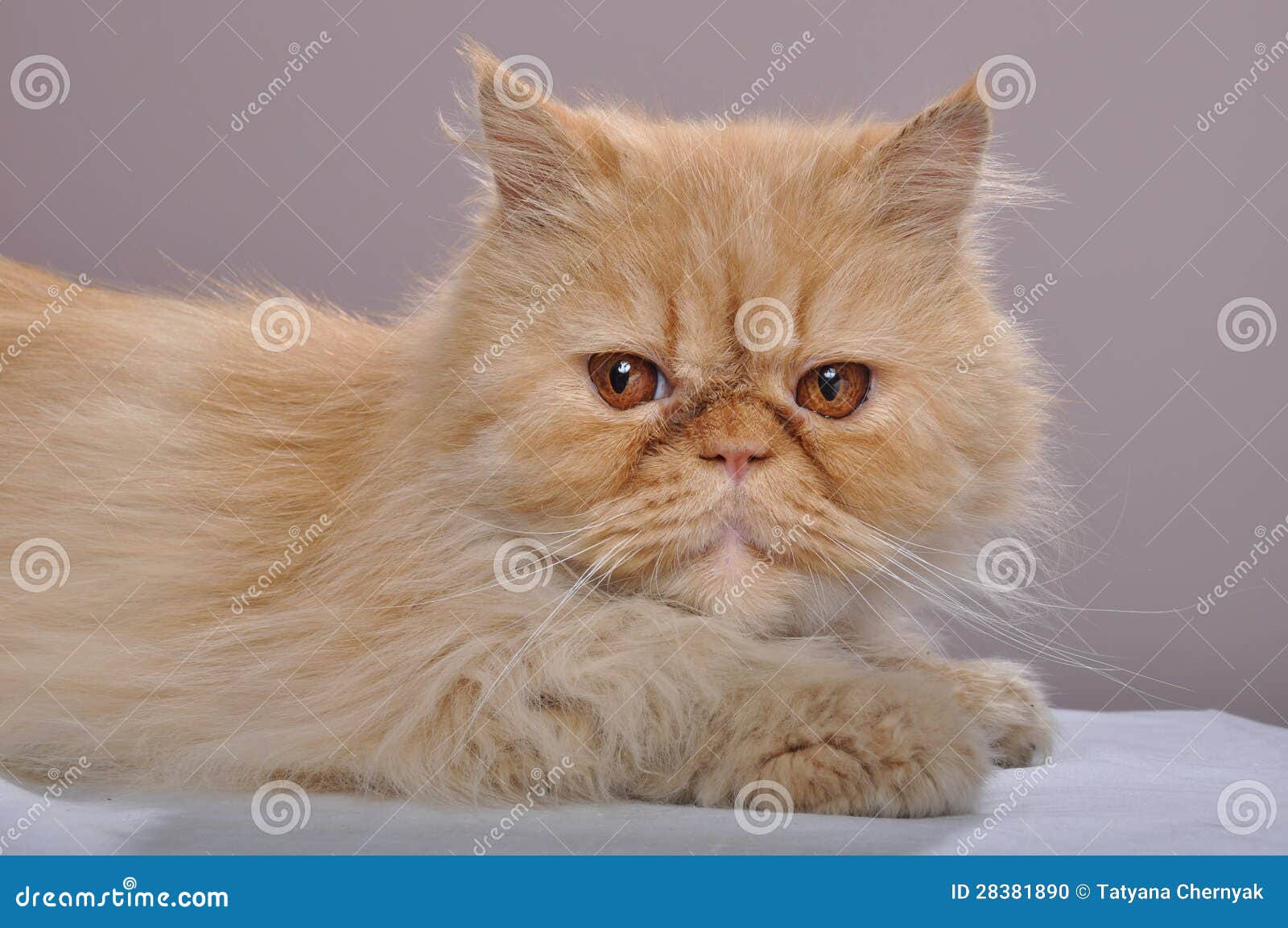 Red Persian cat stock photo. Image of mammal, beautiful - 28381890