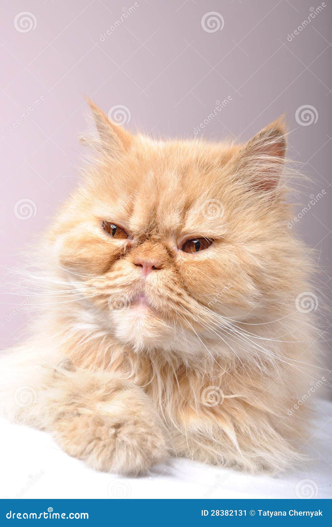 Red Persian cat stock image. Image of hunt, domestic - 28382131